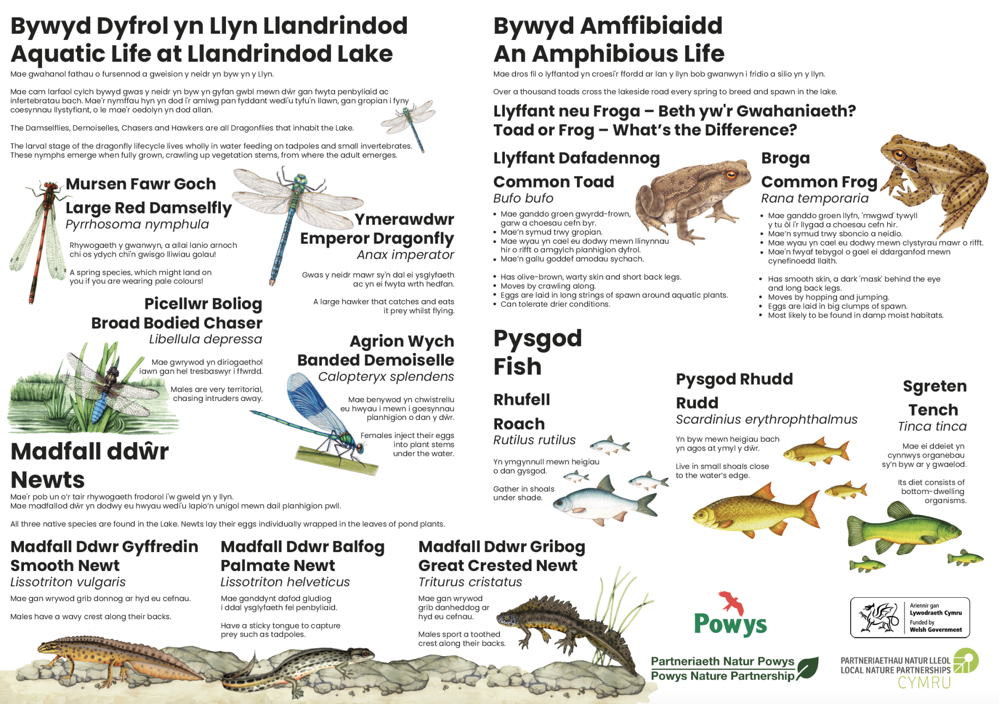 Aquatic Life Information Board - Lizzie Harper