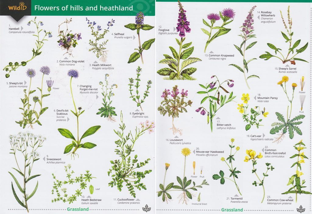 Wild ID Flowers of hills and heathland - Lizzie Harper