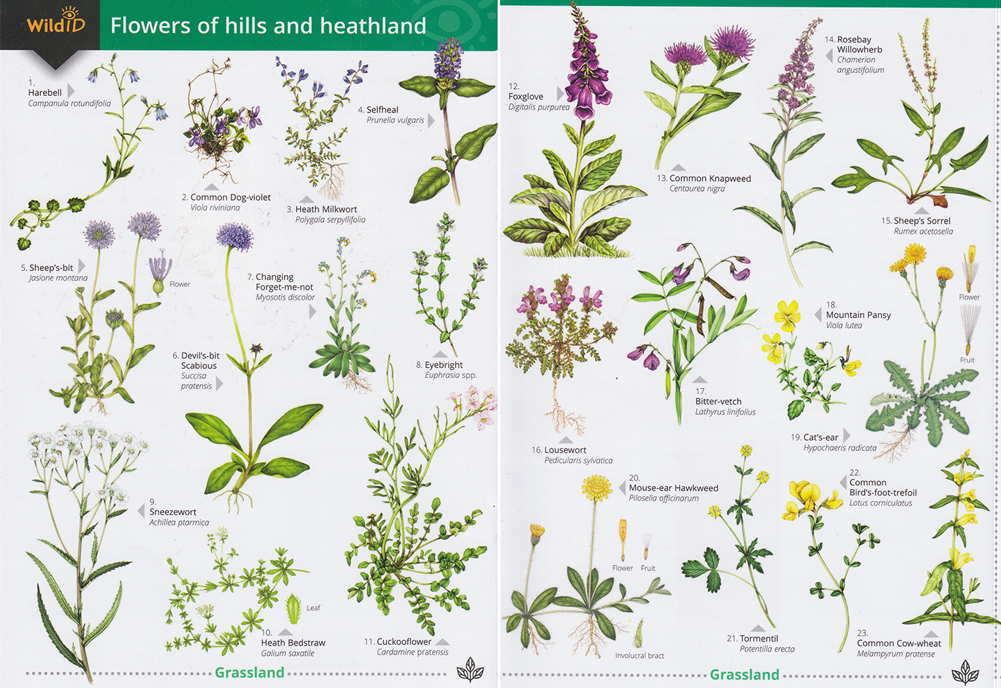 Wild ID Flowers of hills and heathland - Lizzie Harper