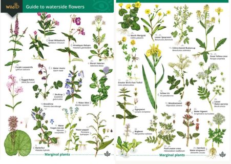 FSC Guide to Waterside flowers - Lizzie Harper