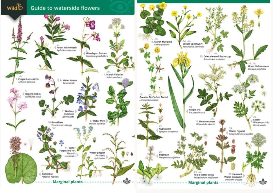 FSC Guide to Waterside flowers - Lizzie Harper