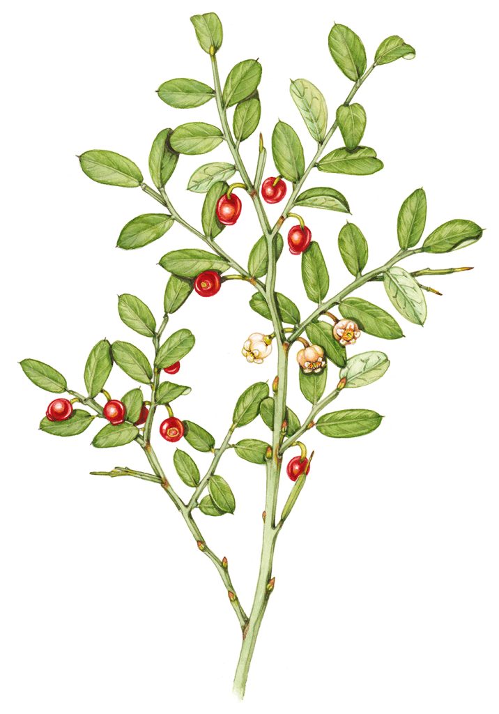 Red huckleberry Vaccinium parvifolium - Lizzie Harper