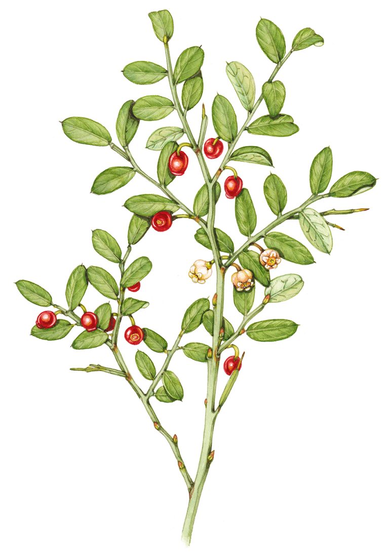 Red huckleberry Vaccinium parvifolium - Lizzie Harper