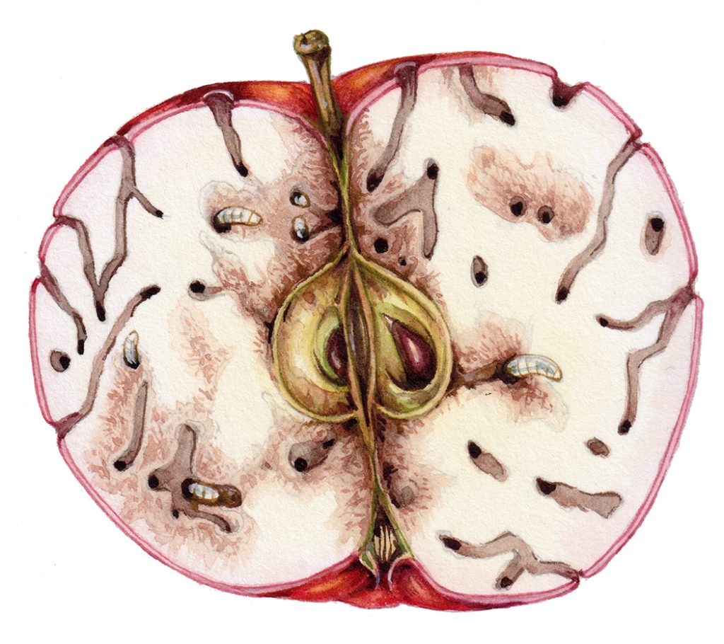 Apple damaged by apple maggot Rhagoletis pomonella - Lizzie Harper