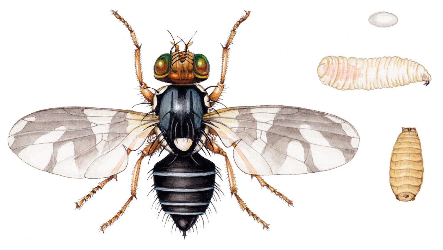 Apple maggot Rhagoletis pomonella adult and life cycle stages - Lizzie ...