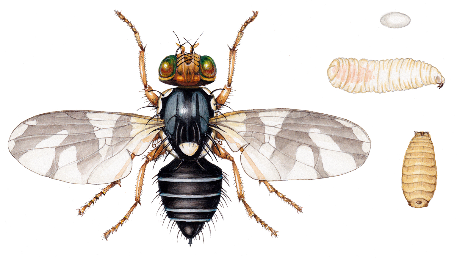 Apple maggot Rhagoletis pomonella adult and life cycle stages - Lizzie ...
