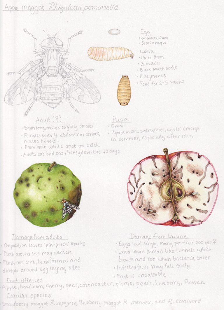 Apple maggot Rhagoletis pomonella sketchbook study - SOLD - Lizzie Harper