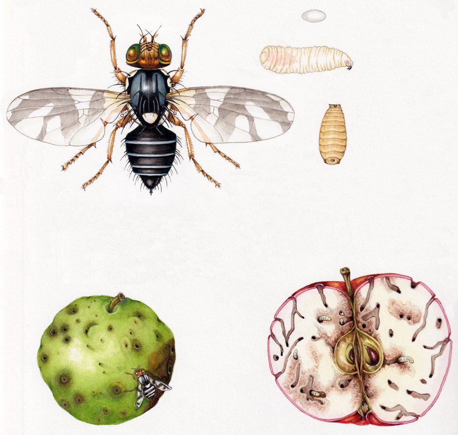Sheet on Apple maggot fly Rhagoletis pomonella - Lizzie Harper