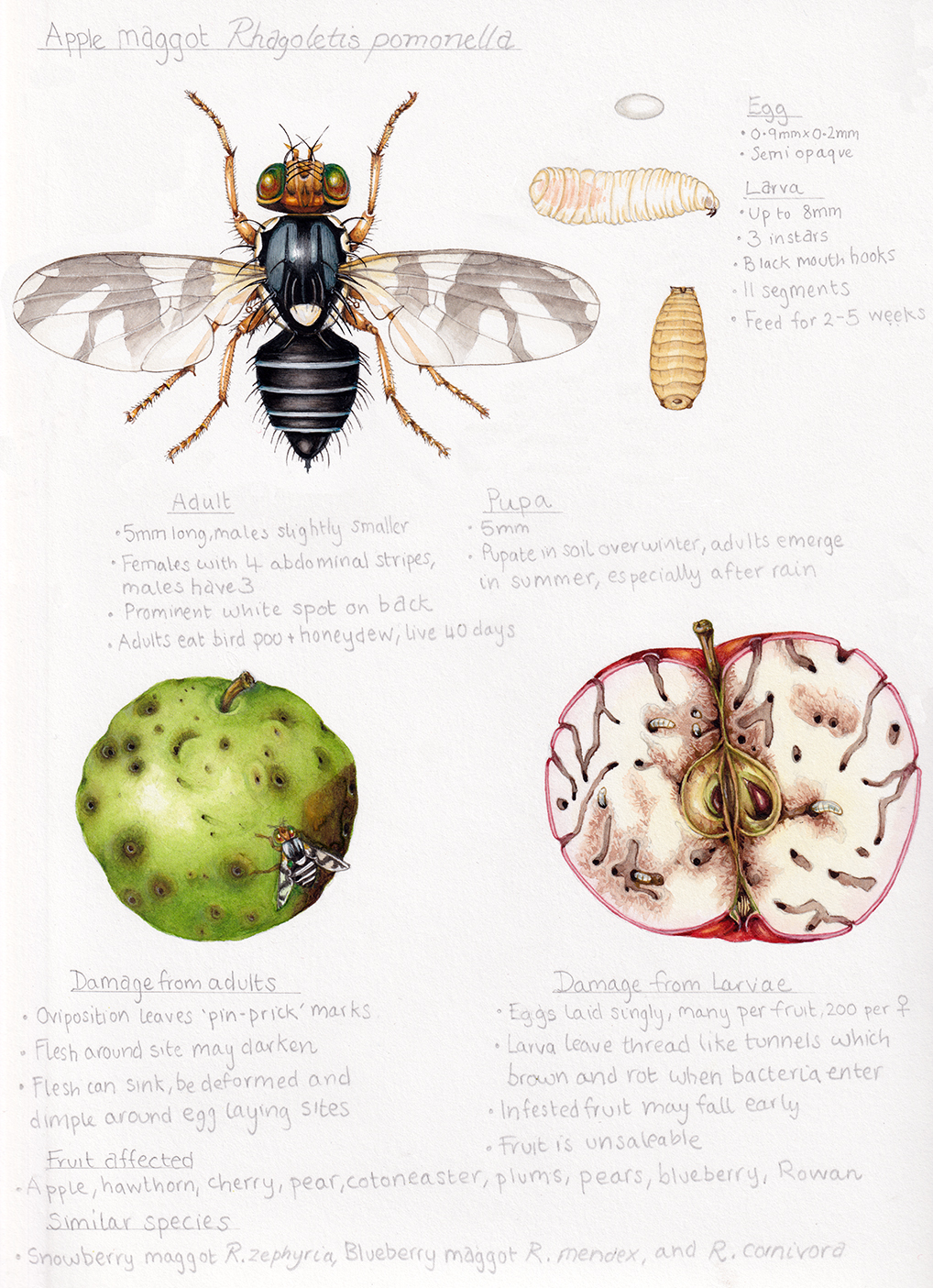 Apple maggot sheet with notes - Lizzie Harper