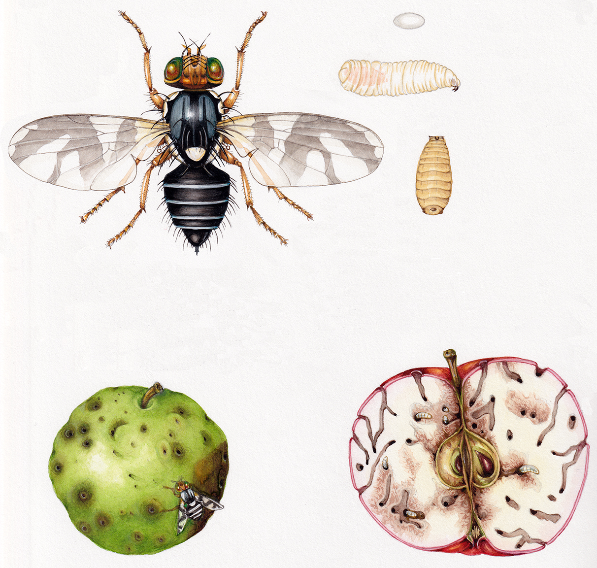 Sheet on Apple maggot fly Rhagoletis pomonella - Lizzie Harper