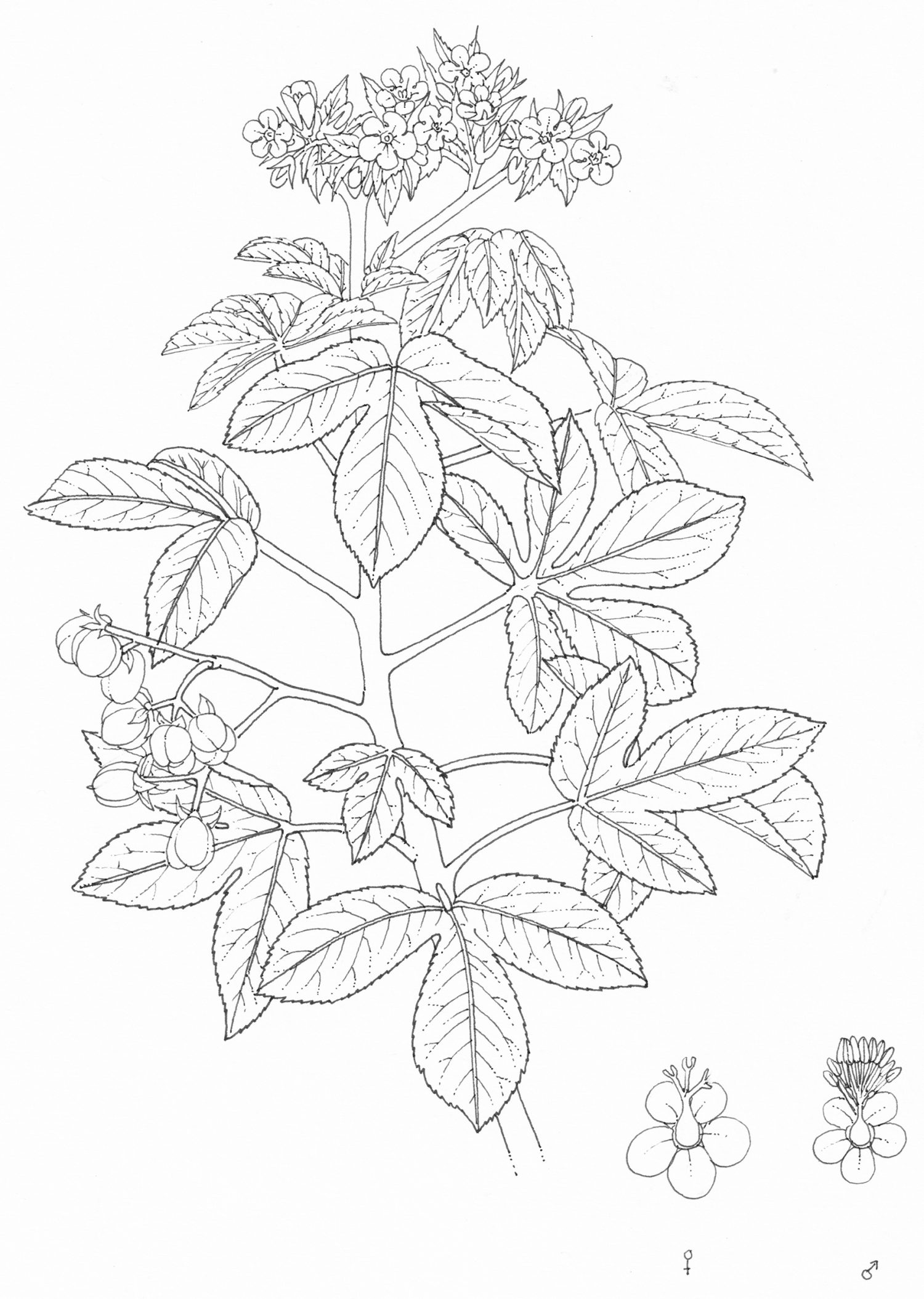 Bellyache bush Bodycutter Jatropha gossypiifolia pen and ink - Lizzie ...