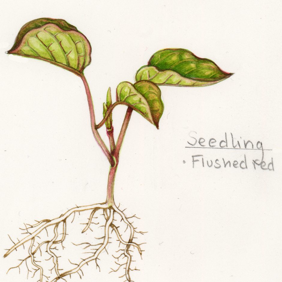 Dwarf-japanese-knotweed seedling - Lizzie Harper