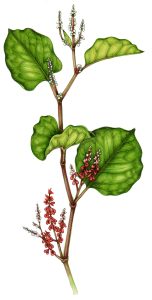 Dwarf Japanese knotweed - Lizzie Harper