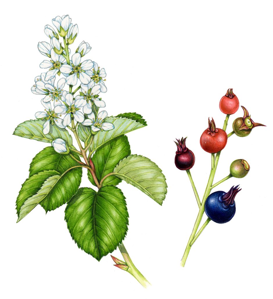 Dwarf serviceberry Amelanchier spicata - Lizzie Harper