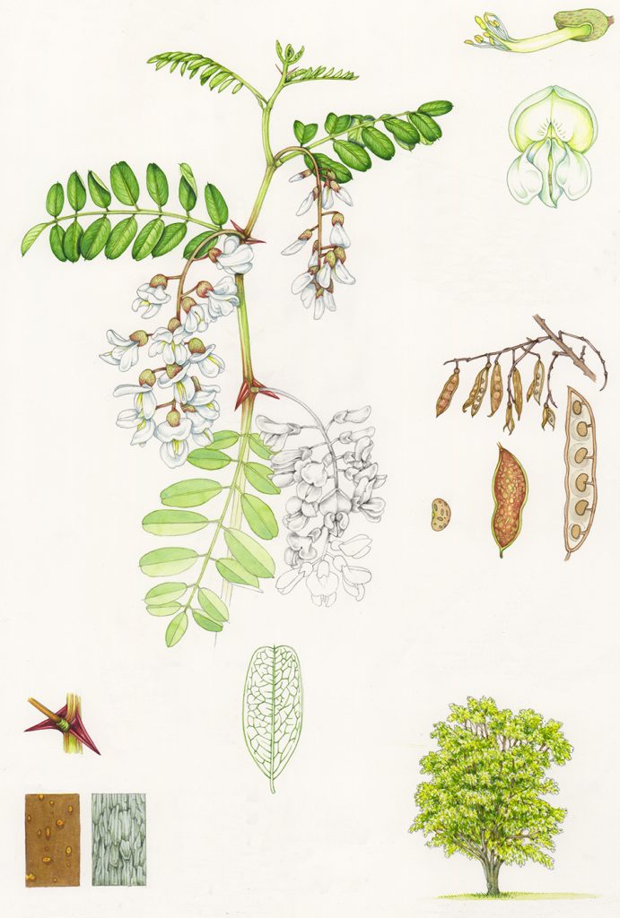 Black locust Robinia pseudoacacia study sheet - Lizzie Harper