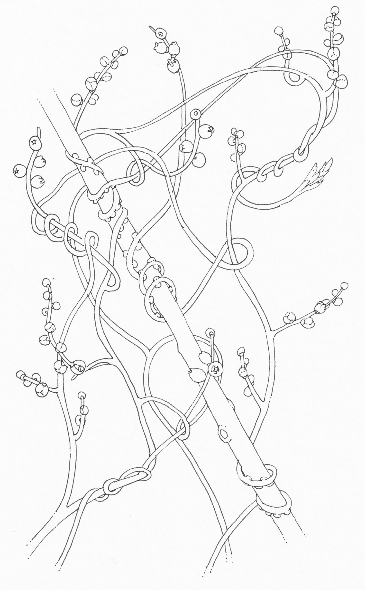 Love vine Cassytha filiformis pen and ink - Lizzie Harper