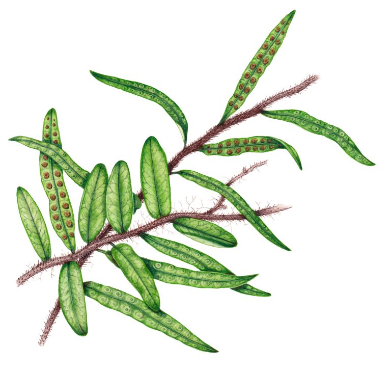 Resurrection fern Pleopeltis or Polypodium polypodioides - Lizzie Harper