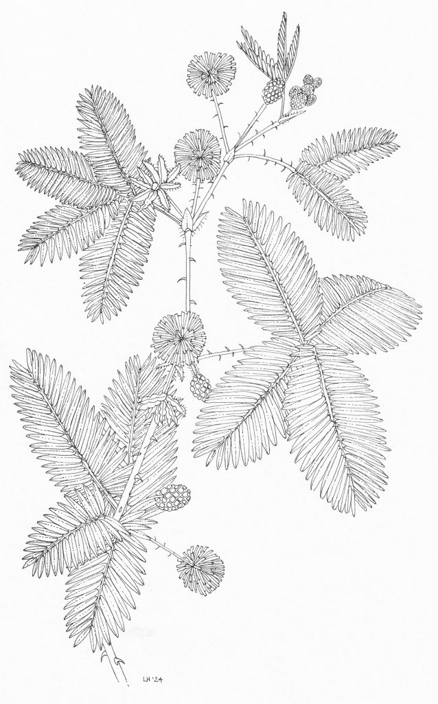 Sensitive or Shame plant Mimosa pudica pen and ink - Lizzie Harper