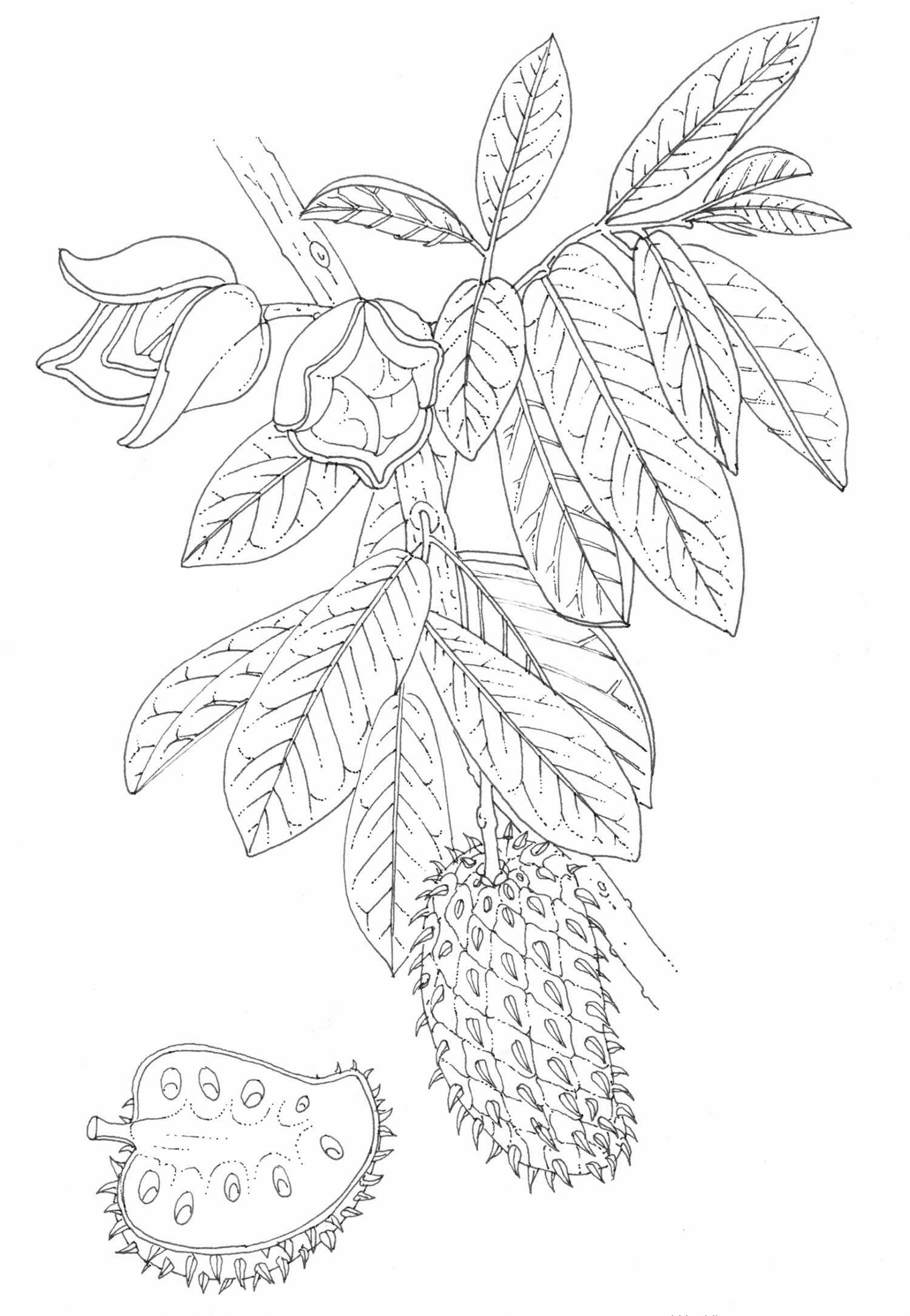 Soursop Annona muricata pen and ink - Lizzie Harper