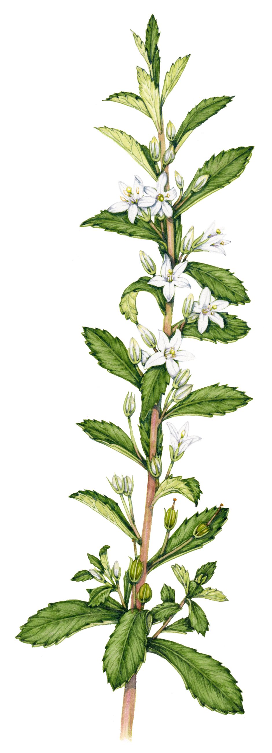 Tisane Capraria biflora - Lizzie Harper