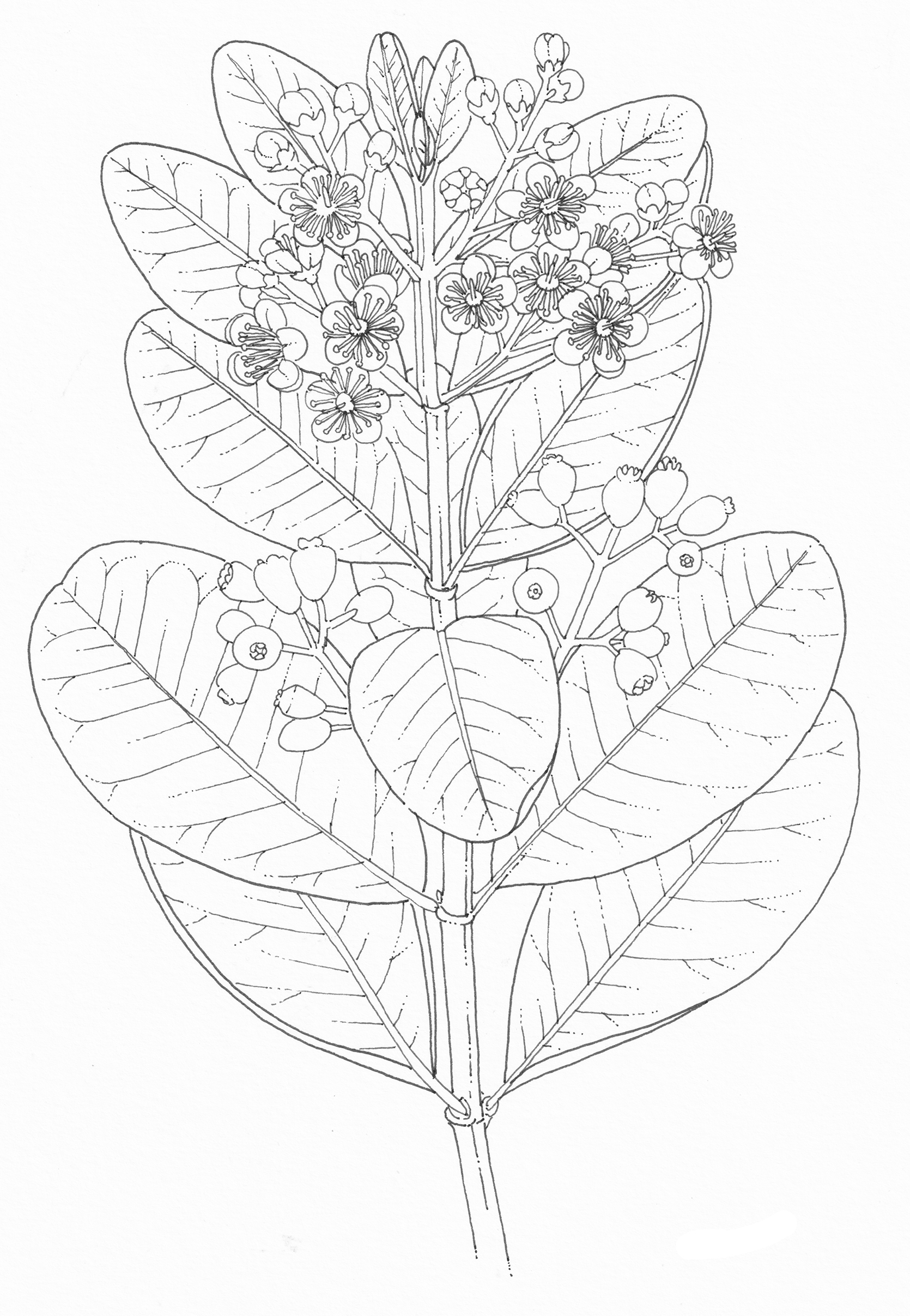 Bayleaf pimenta racemosa pen and ink - Lizzie Harper