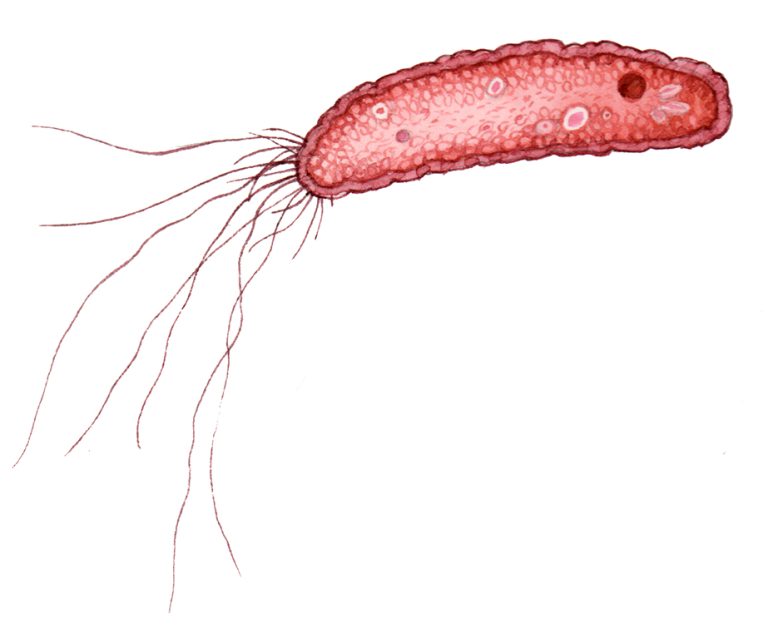 Bacterium of Xylella fastidiosa - Lizzie Harper