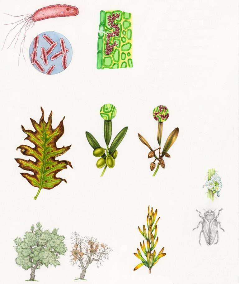 Xylella fastidiosa bacteria and damage - Lizzie Harper