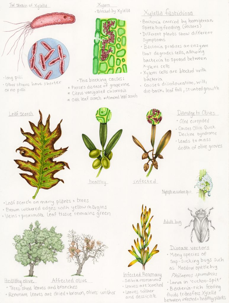 Xylella fastidiosa bacteria sheet - Lizzie Harper