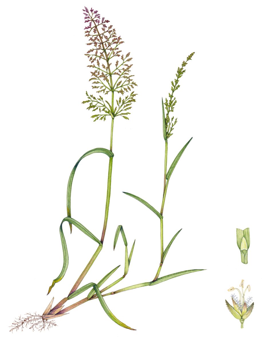 Creeping bent grass Agrostis stolonifera - Lizzie Harper