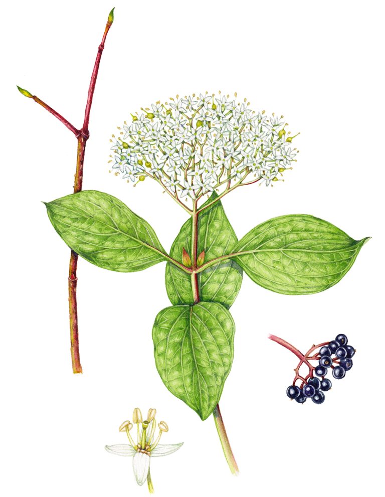 Dogwood Cornus sanguinea with twig berry flower - Lizzie Harper