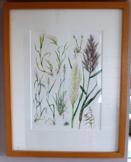 Collins Flower Guide Original Plate: Grasses - SOLD - Lizzie Harper