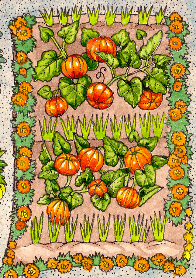 Pumpkin patch - Lizzie Harper