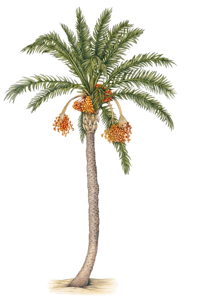 Date palm Phoenix dactylifera tree - Lizzie Harper