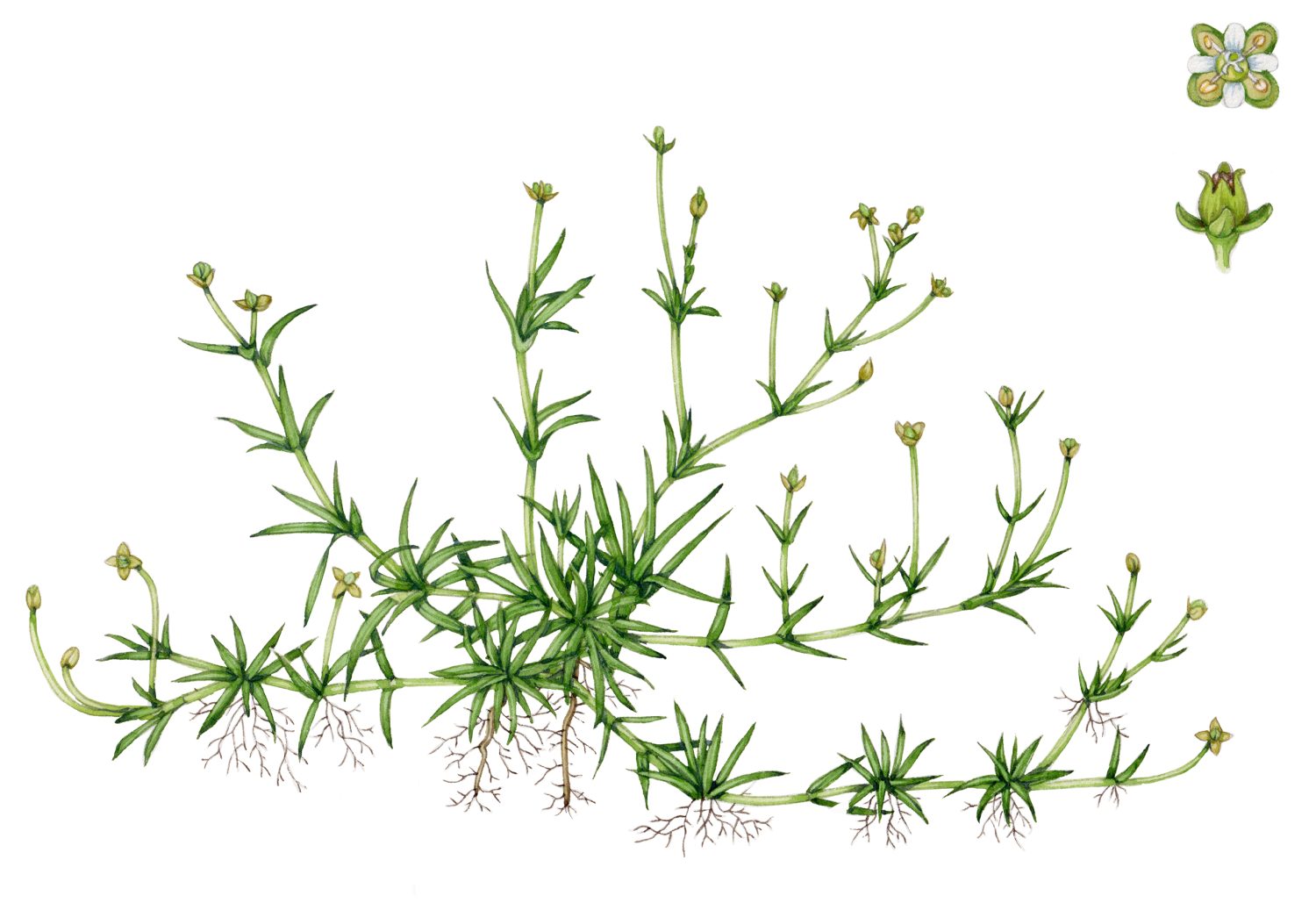 Procumbent pearlwort Sagina procumbens - Lizzie Harper