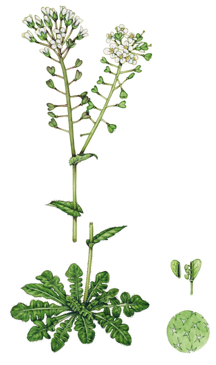 Shepherds purse Capsella bursa-pastoris - Lizzie Harper