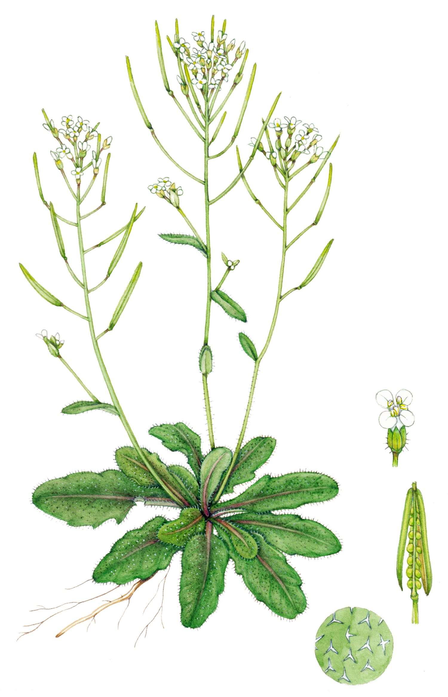 Thale cress Arabidopsis thaliana - SOLD - Lizzie Harper