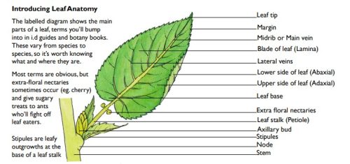 Introducing leaf anatomy - Lizzie Harper