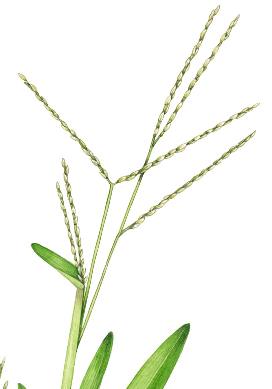 Carpet grass Axonopus compressus detail 2 - Lizzie Harper