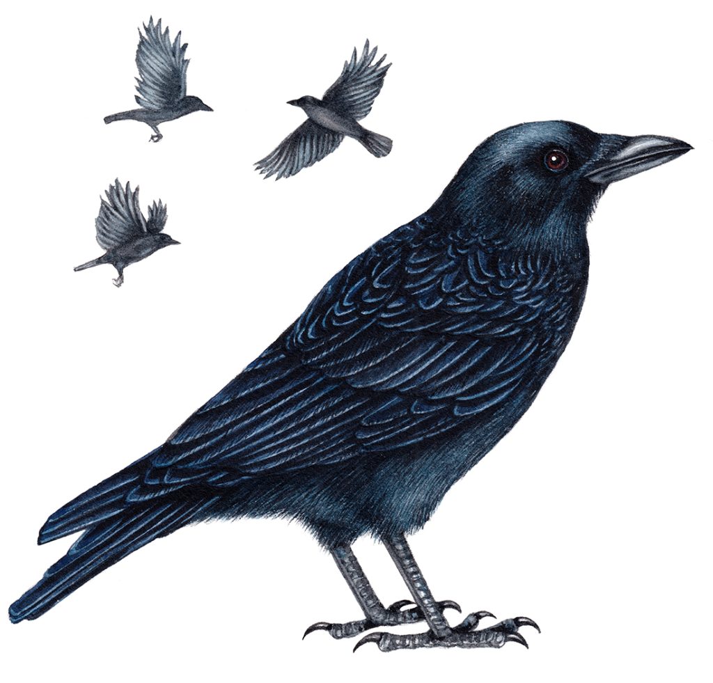 Carrion crow Corvus corone - Lizzie Harper