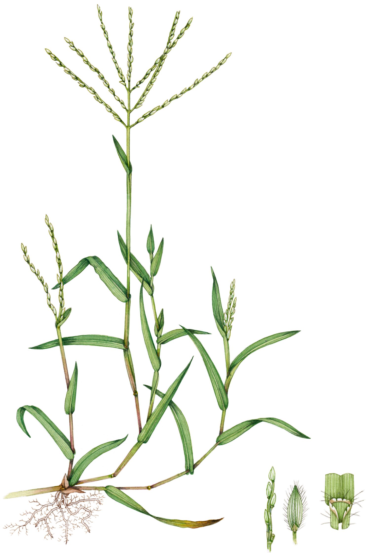 Crab grass Digitaria ciliaris - Lizzie Harper