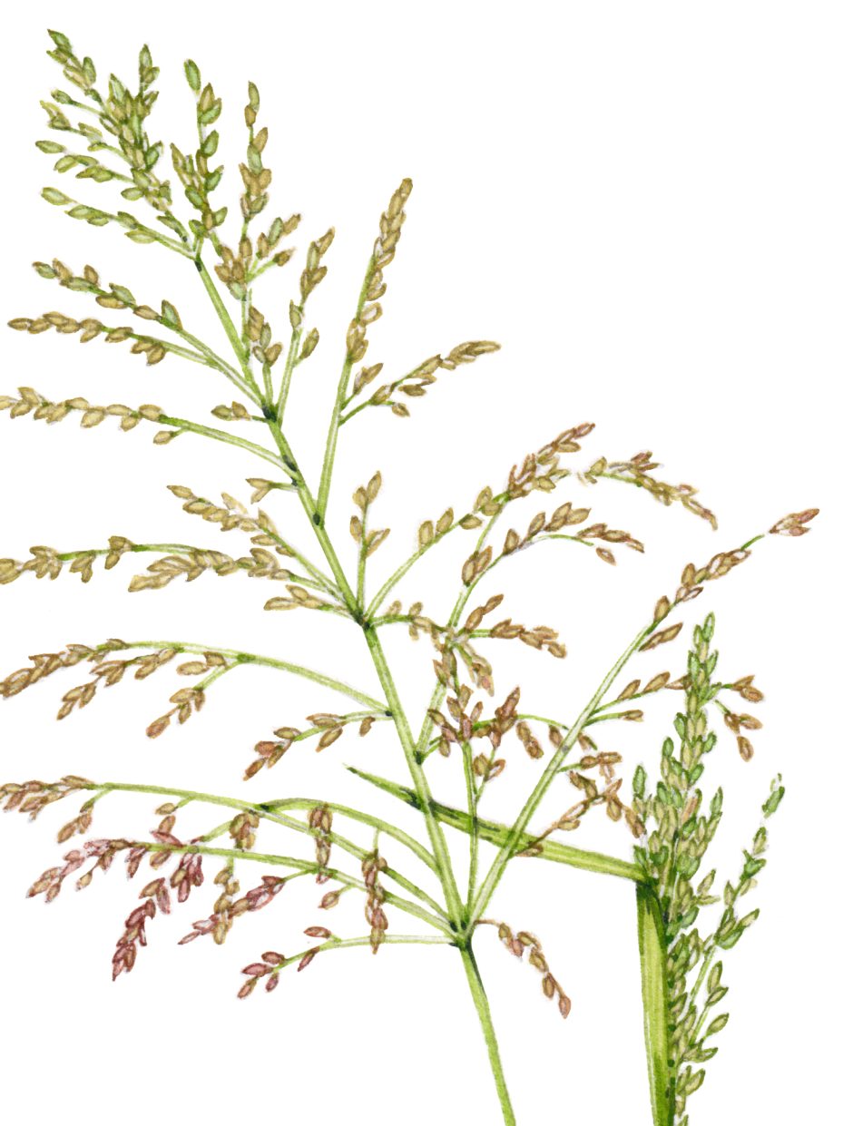 Guinea grass Megathyrsus maximus detail - Lizzie Harper