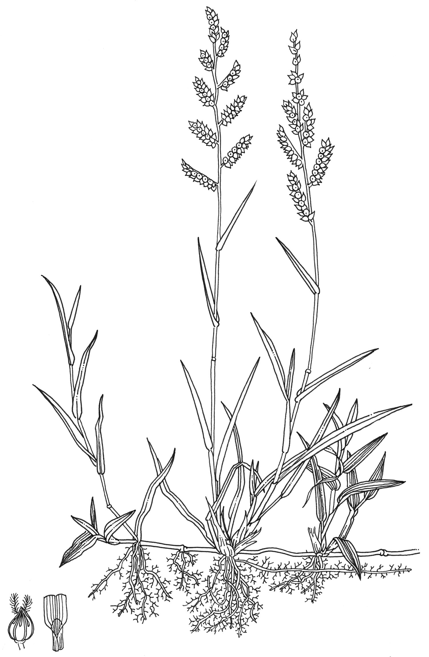 Jungle rice Echinochloa colona pen and ink - Lizzie Harper