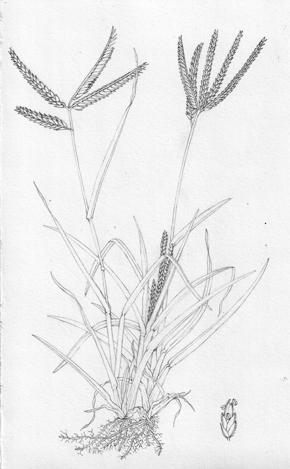 Grasses of Montserrat and the Eastern Caribbean - Lizzie Harper