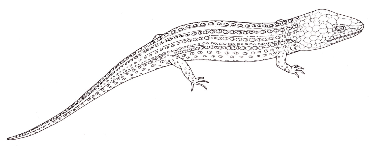 Montserrat galliwasp Diploglossus montisserrati - Lizzie Harper