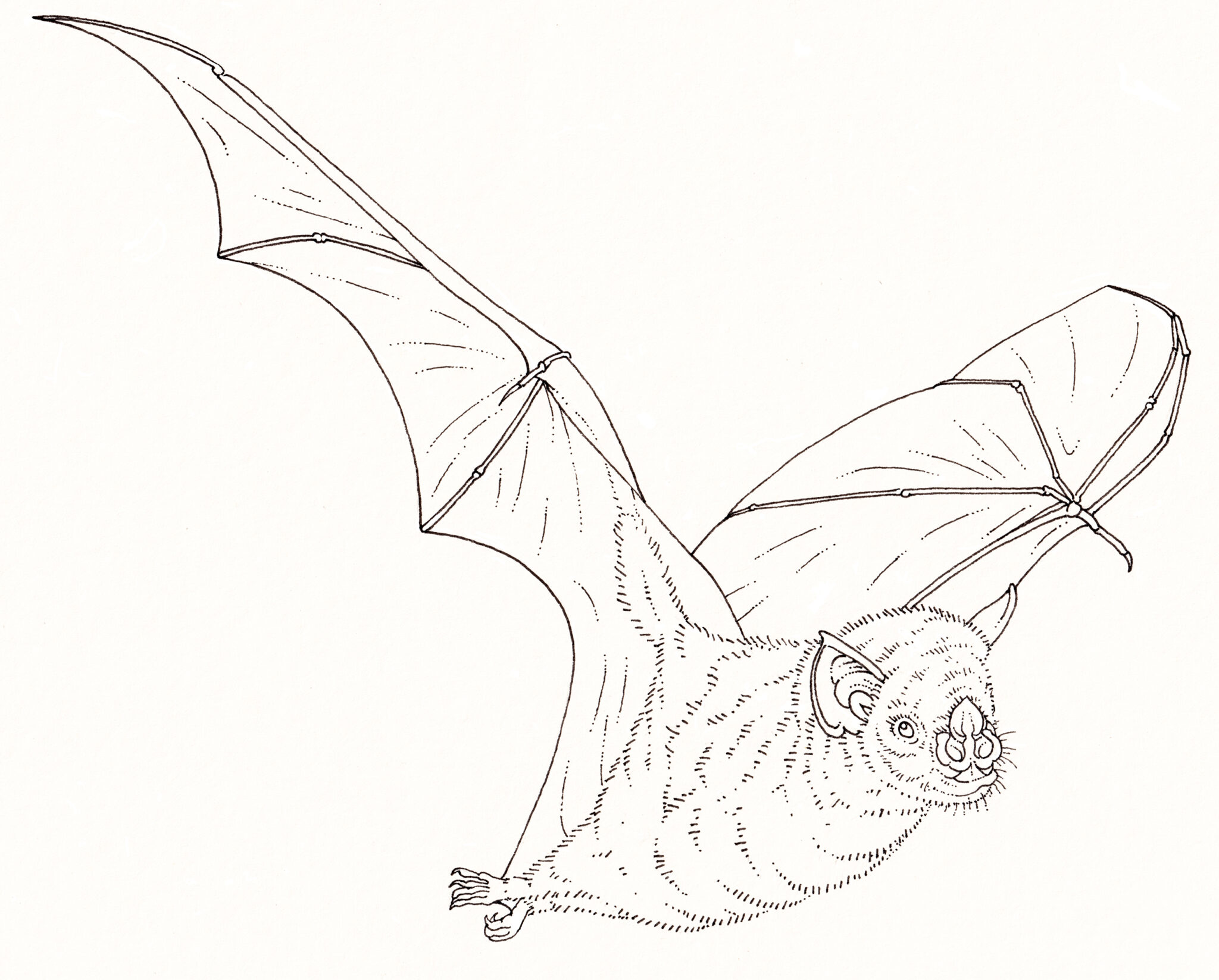 Yellow-shouldered bat Sturnira angeli vulcanensis - Lizzie Harper