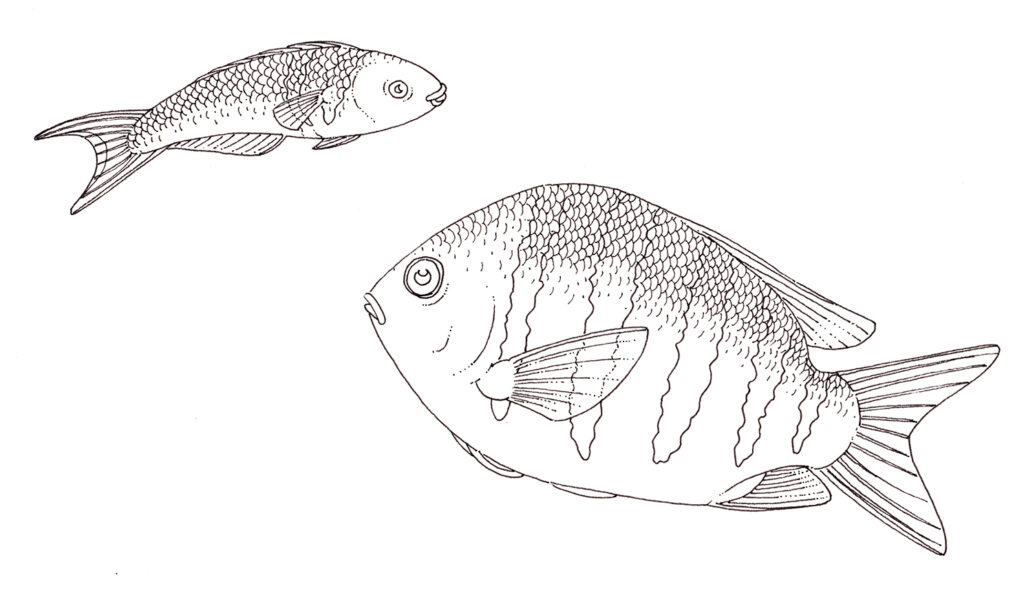 Blue headed wrasse Thalassoma bifasciatum & Sargent major Abudefduf ...