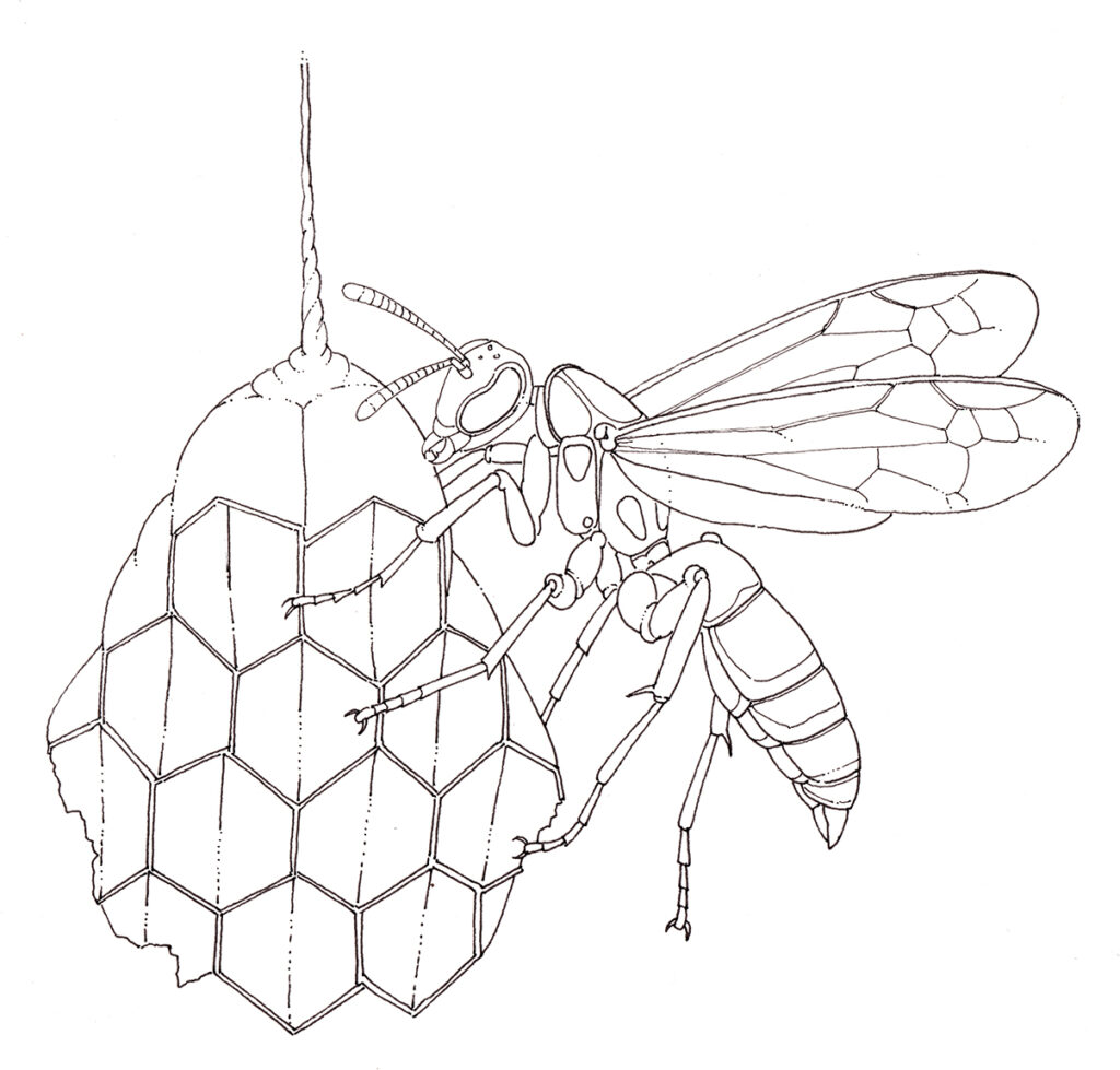 Caribbean paper wasp Polistes crinitus pen & ink - Lizzie Harper
