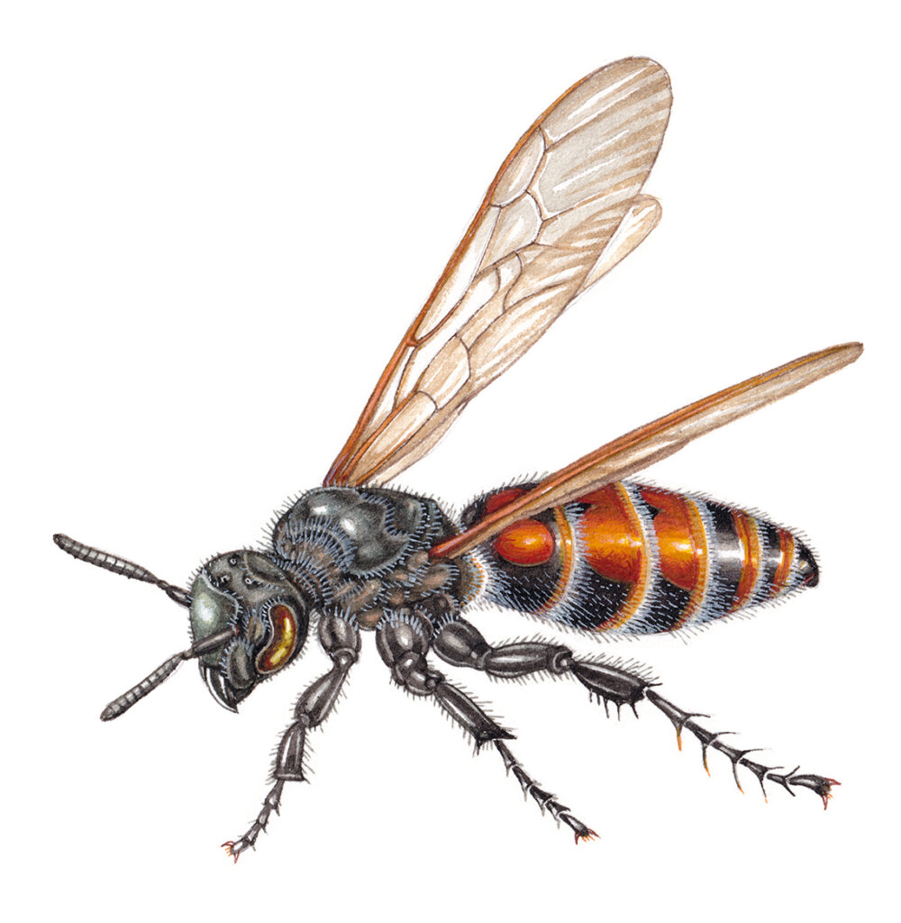Caribbean scoliid wasp Dielis dorsata female - Lizzie Harper