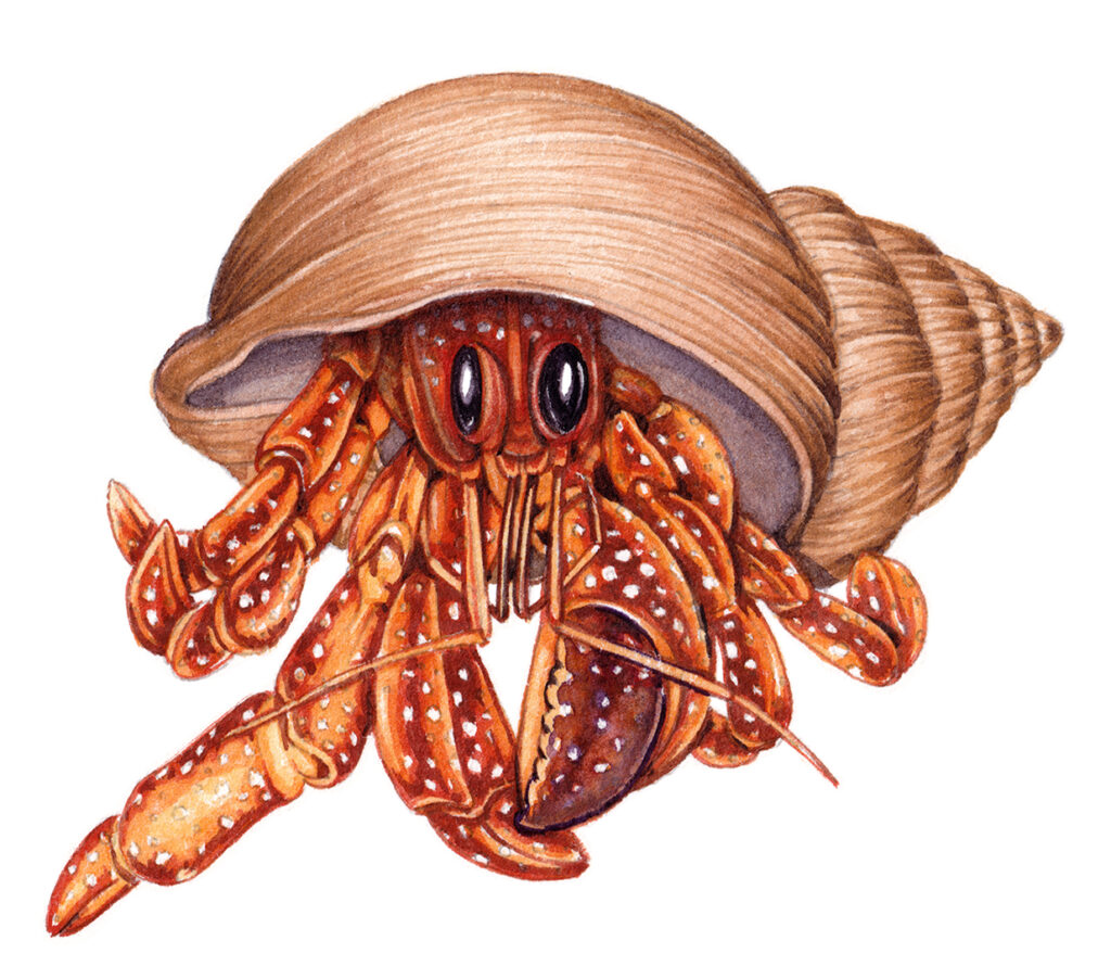Carribean hermit crab Coenobita clypeatus - Lizzie Harper
