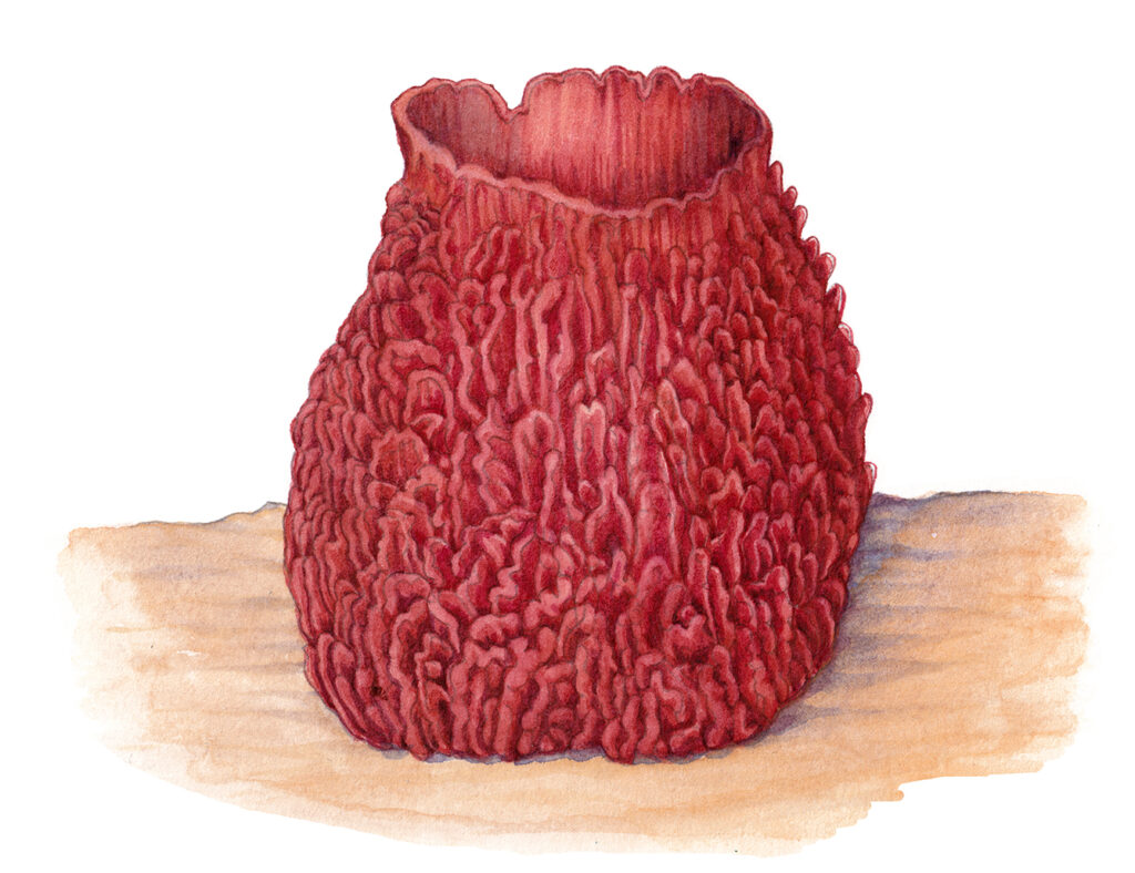 Giant barrel sponge Xestospongia muta - Lizzie Harper